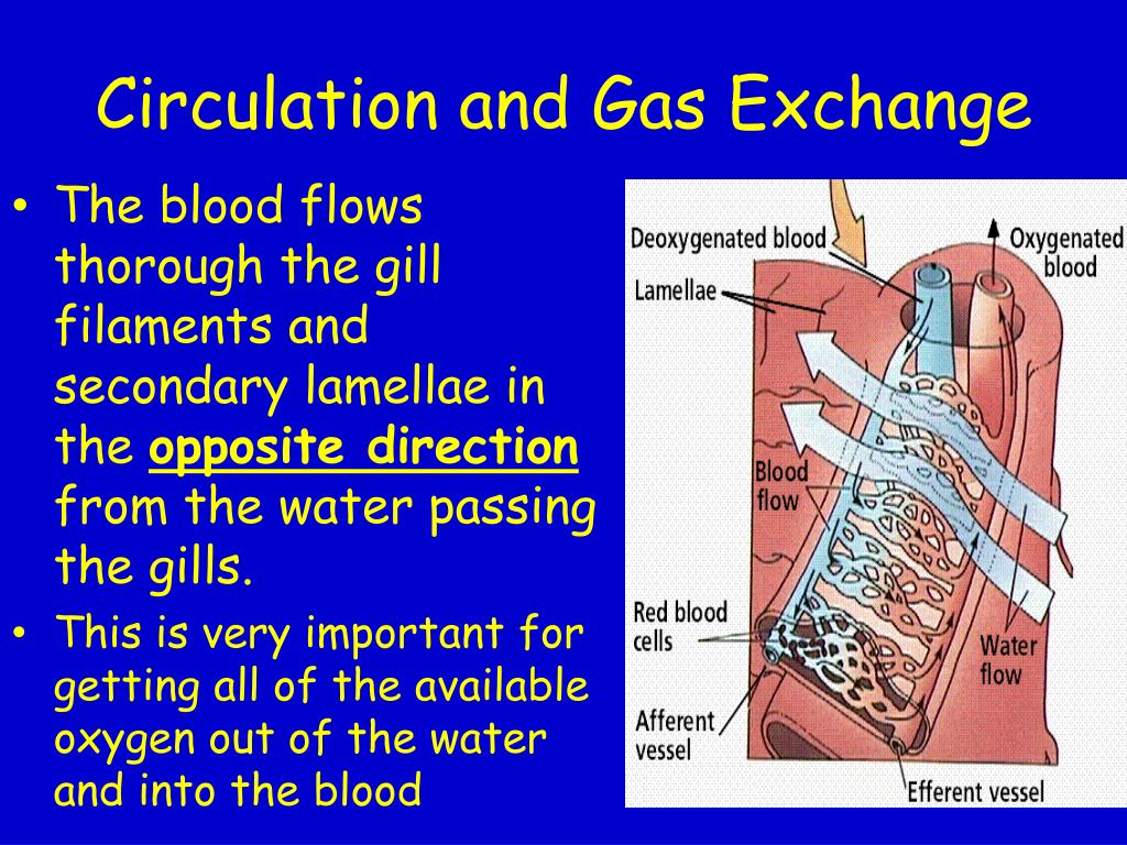 PPT - The Fishes: Vertebrate Success in Water PowerPoint Presentation ...