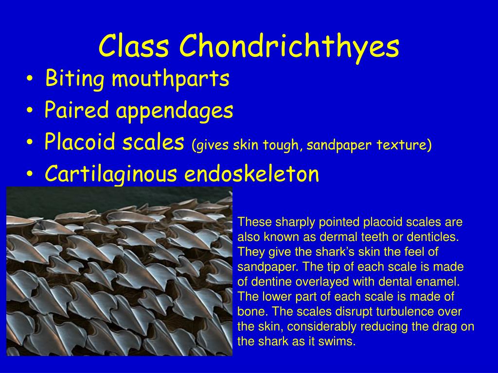 PPT - The Fishes: Vertebrate Success in Water PowerPoint Presentation ...