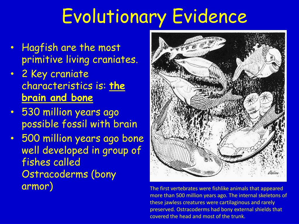 PPT - The Fishes: Vertebrate Success in Water PowerPoint Presentation ...