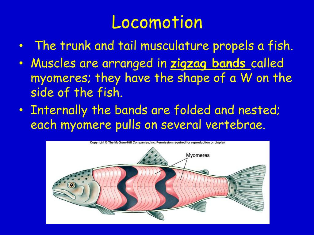 PPT - The Fishes: Vertebrate Success in Water PowerPoint Presentation ...