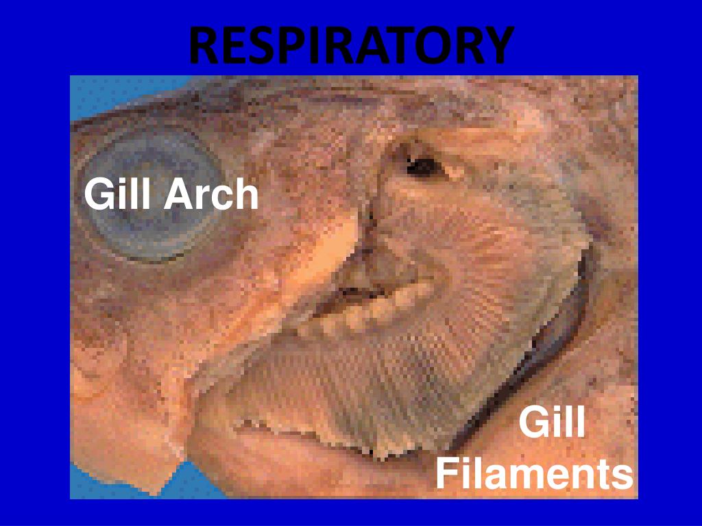 PPT - The Fishes: Vertebrate Success in Water PowerPoint Presentation ...