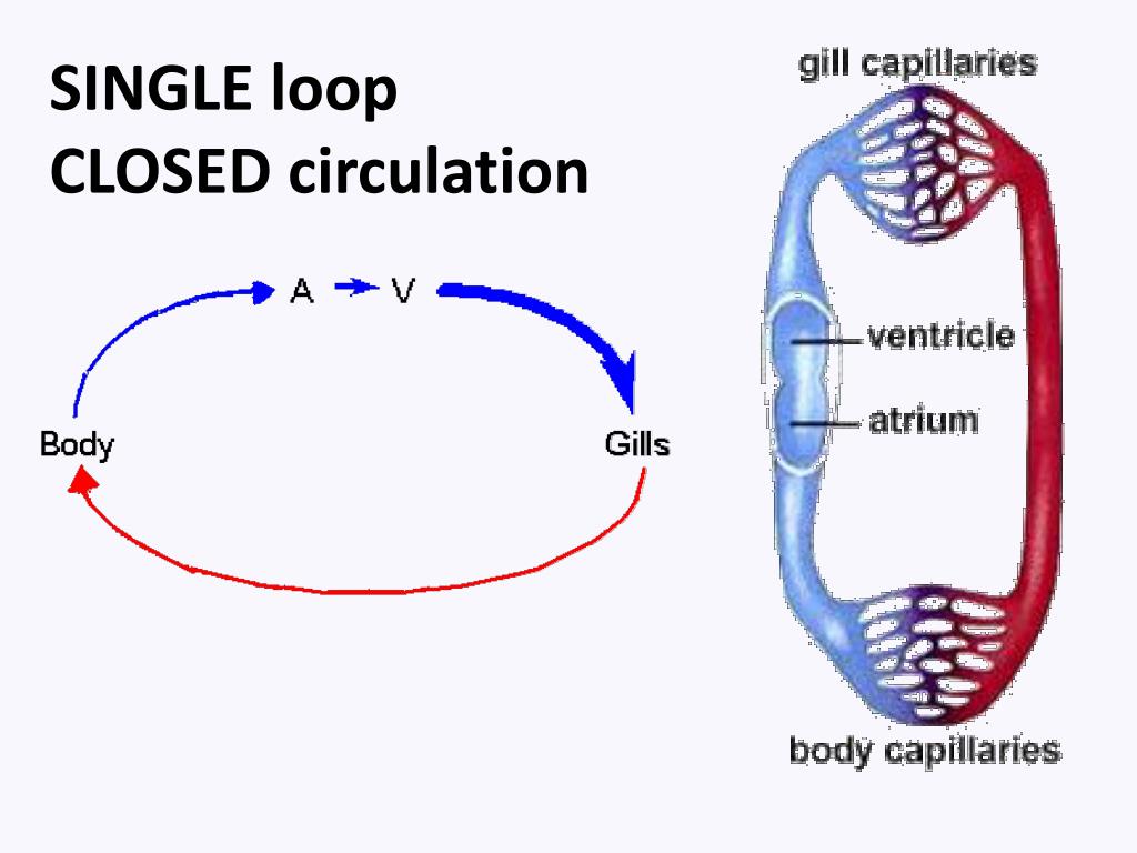 PPT - The Fishes: Vertebrate Success in Water PowerPoint Presentation ...