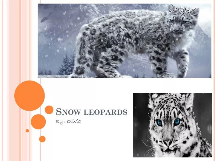 PPT - Snow leopards PowerPoint Presentation, free download - ID:2711468