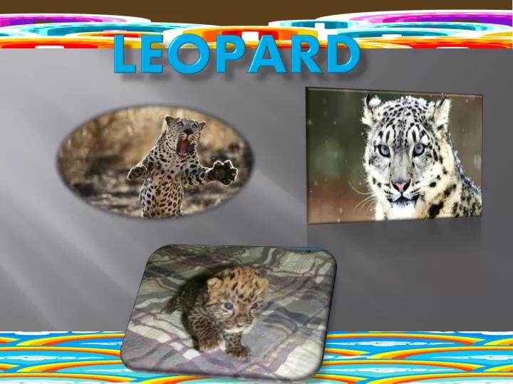 PPT - Leopard PowerPoint Presentation, free download - ID:2711477
