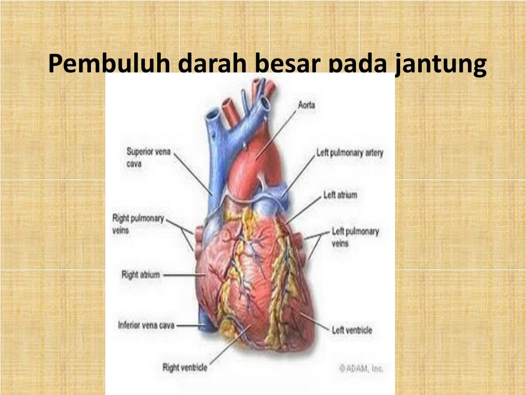 Ppt Sistem Kardiovaskuler Powerpoint Presentation Free Download Id