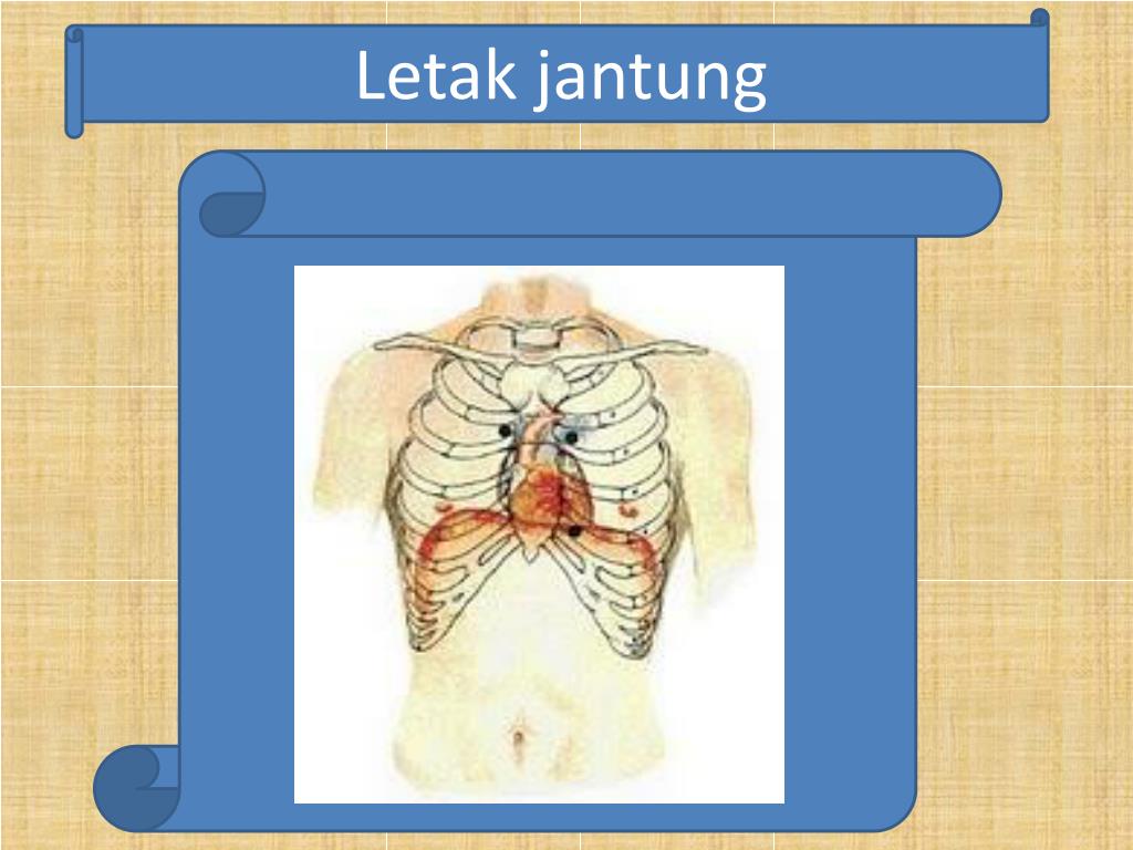 Ppt Sistem Kardiovaskuler Powerpoint Presentation Free Download Id