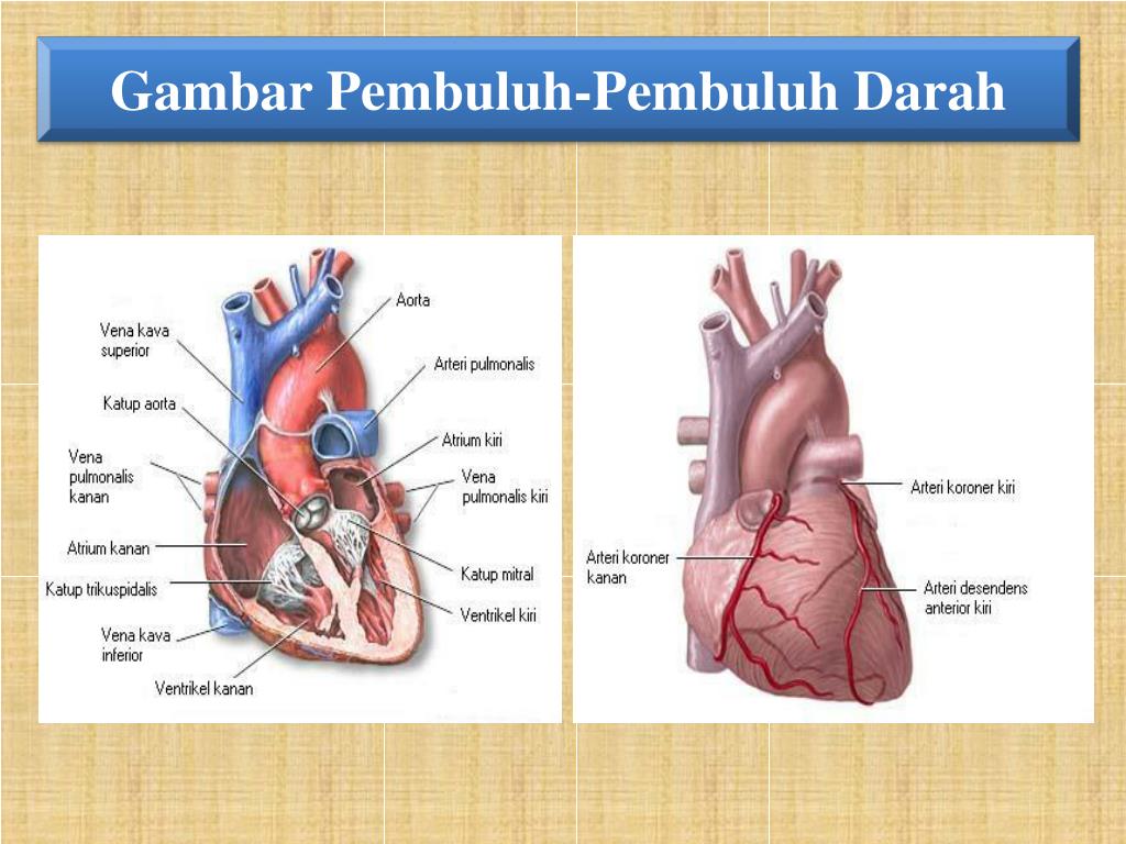 Ppt Sistem Kardiovaskuler Powerpoint Presentation Free Download Id