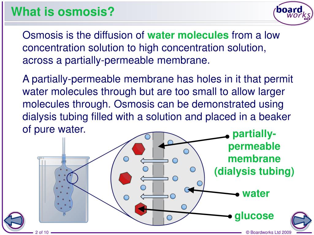 Osmosis Simple Definition Osmosis Concept How It Work - vrogue.co Osmosis Simple Definition Osmosis Concept How It Work - vrogue.co