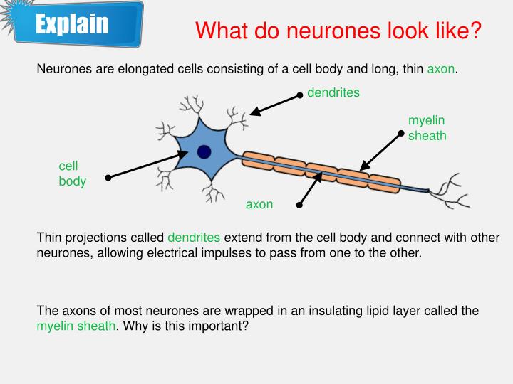 PPT - The neurone Learning objectives: Explain how the neurone is ...