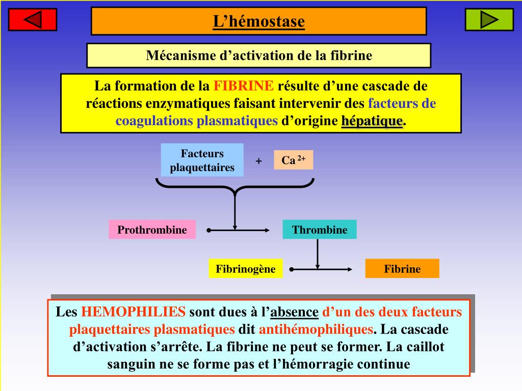 PPT - La lésion d’un vaisseau sanguin induit une hémorragie PowerPoint ...