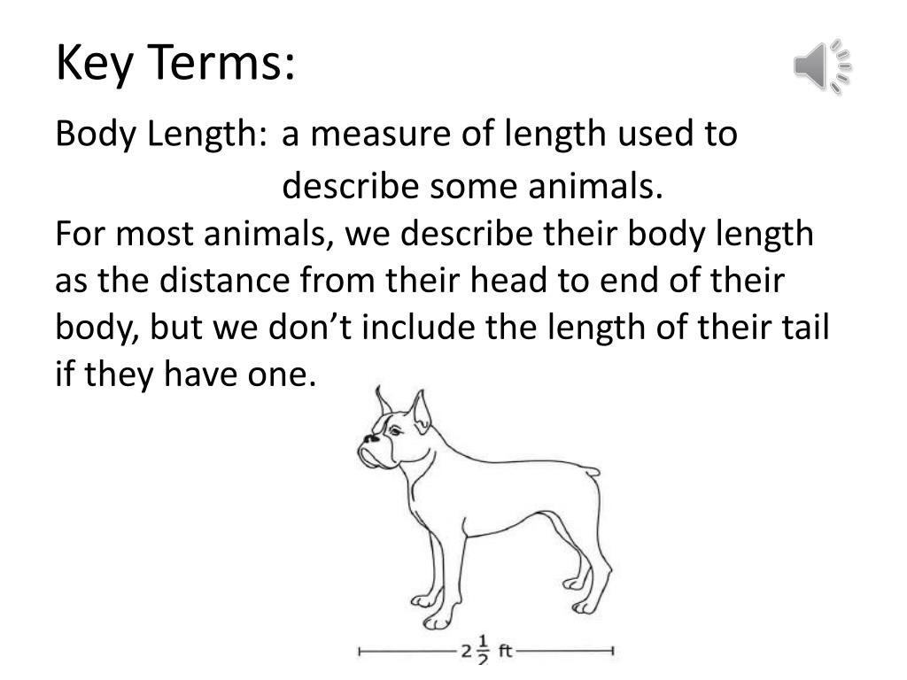 PPT - Animal Jumping Measurement Exploration Activity PowerPoint ...