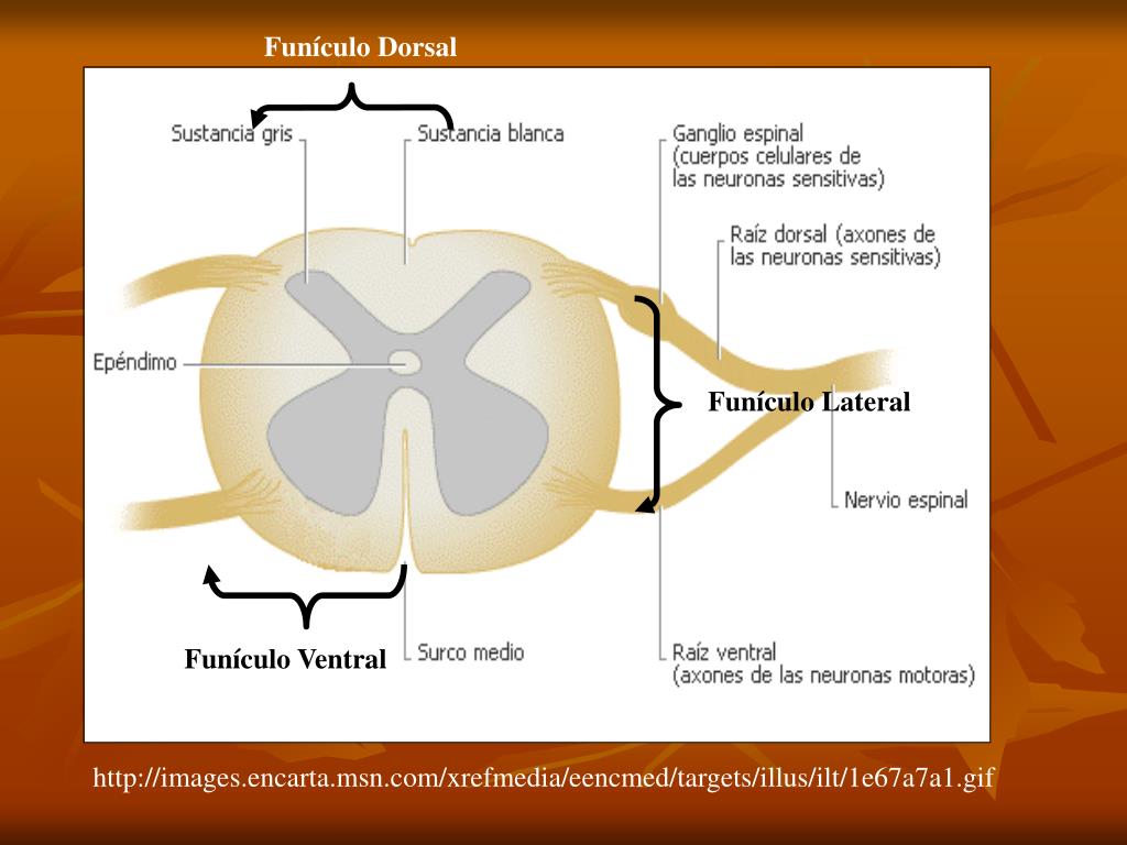 PPT - CARACTEÍSTICAS ANATÓMICAS Y FUNCIONALES DE LA SUSTANCIA BLANCA ...