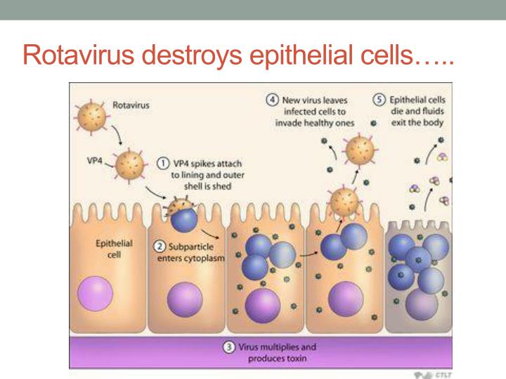 PPT - Diarrheal Diseases PowerPoint Presentation - ID:2714391