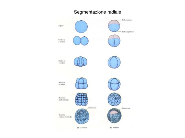 PPT - Segmentazione radiale PowerPoint Presentation - ID:2714667