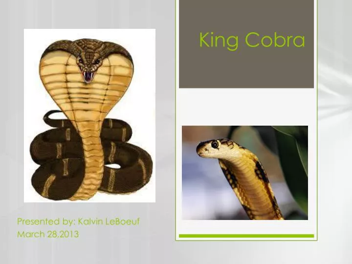 PPT - King Cobra PowerPoint Presentation, free download - ID:2715219