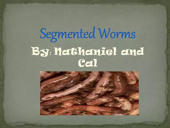 PPT - Segmented Worms PowerPoint Presentation, free download - ID:2715296