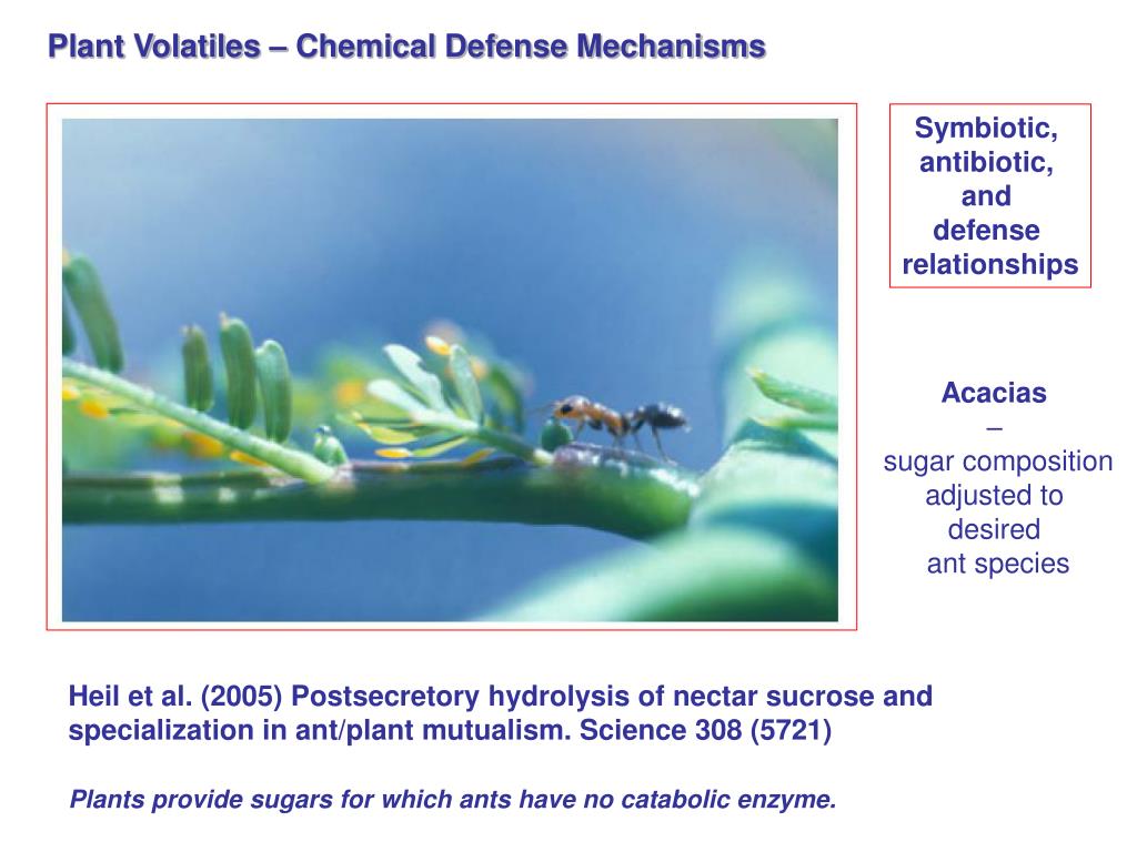 PPT - Plant Volatiles – Chemical Defense Mechanisms PowerPoint ...