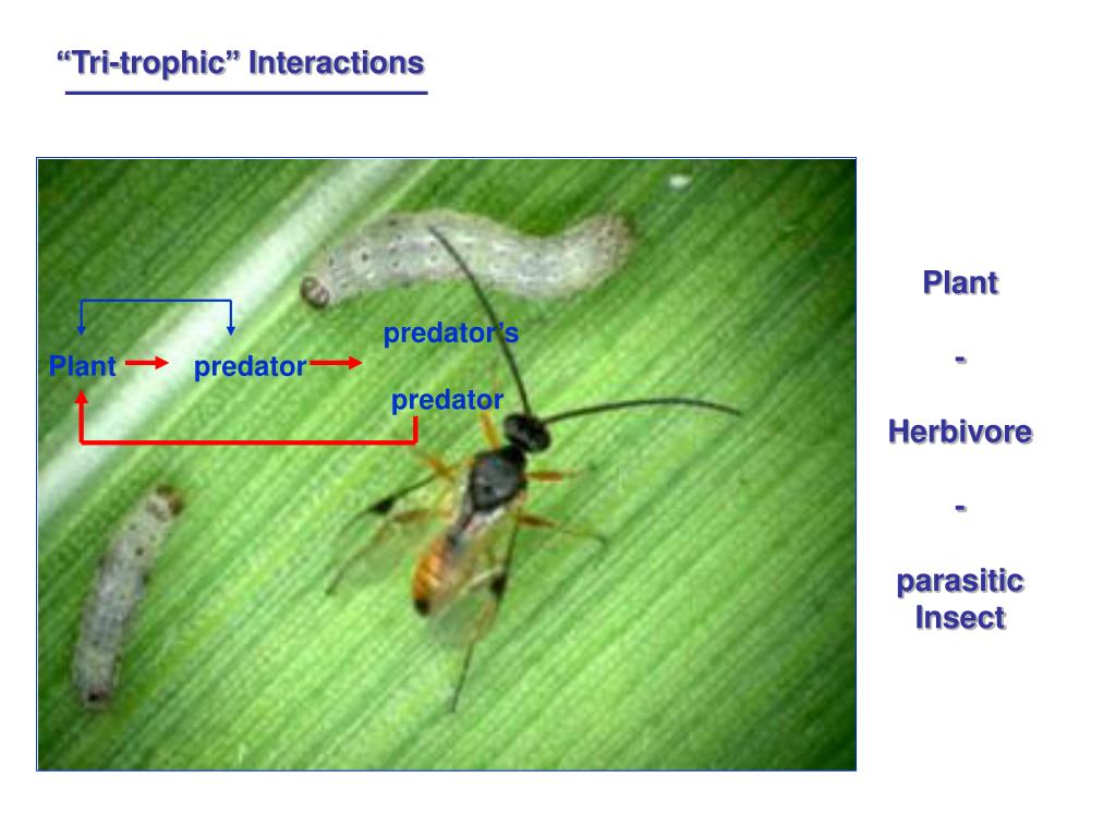 PPT - Plant Volatiles – Chemical Defense Mechanisms PowerPoint ...