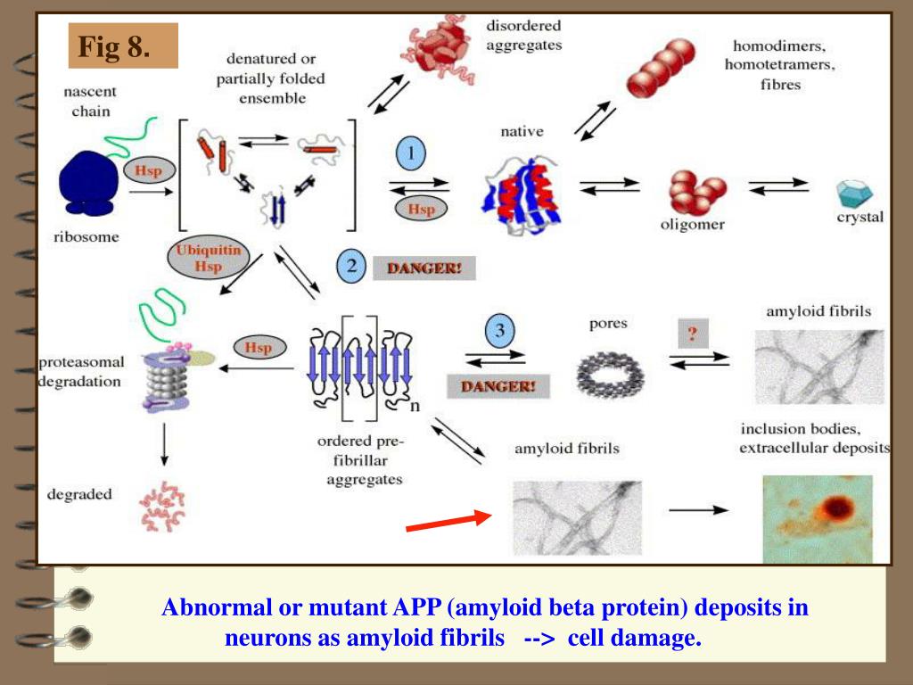 PPT - Metabolism & Nutrition 2 012 Clinical Enzymology ( Prof. Dr ...