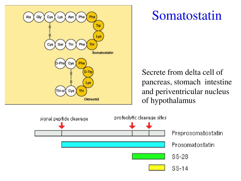 PPT - Endocrine Pancreas Adipose hormores Diabetes mellitus and ...