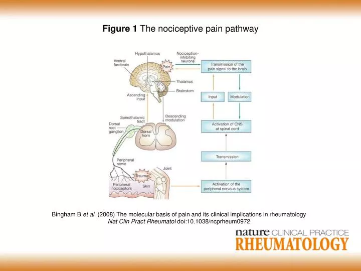PPT - Figure 1 The nociceptive pain pathway PowerPoint Presentation ...