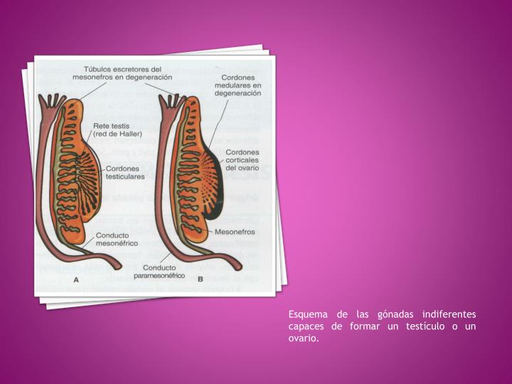 PPT - Formación de las gónadas femeninas y masculinas PowerPoint ...