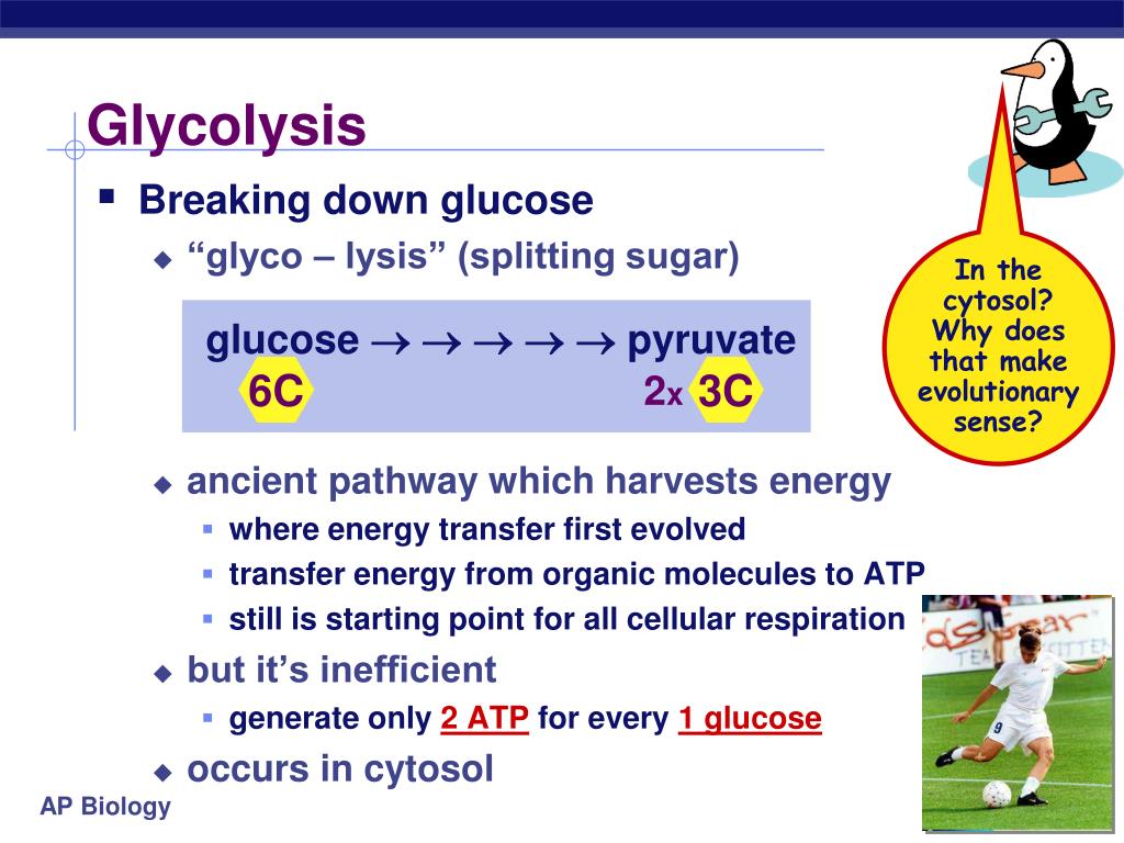 PPT - Cellular Respiration Stage 1: Glycolysis PowerPoint Presentation ...