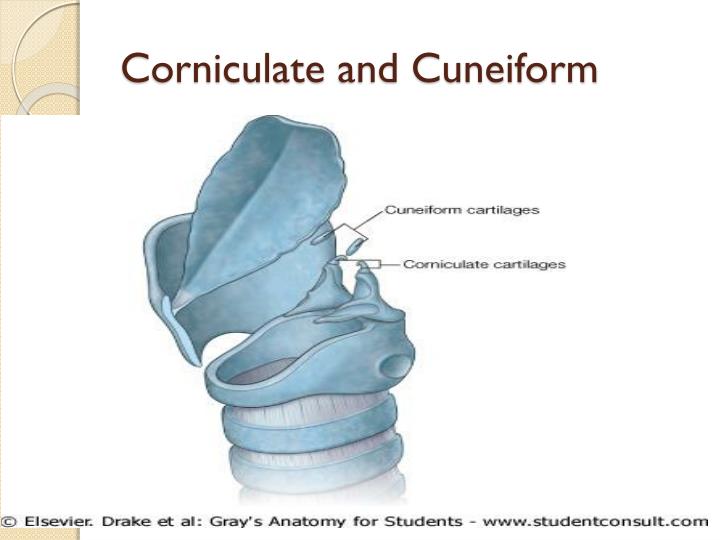 PPT - WINDSOR UNIVERSITY SCHOOL OF MEDICINE PowerPoint Presentation ...