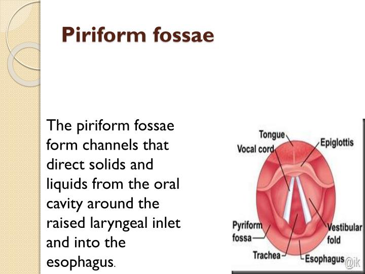 PPT - WINDSOR UNIVERSITY SCHOOL OF MEDICINE PowerPoint Presentation ...