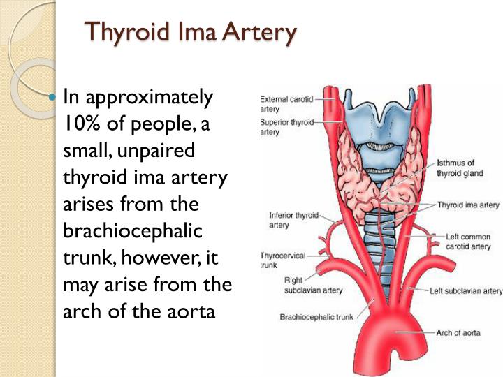 PPT - WINDSOR UNIVERSITY SCHOOL OF MEDICINE PowerPoint Presentation ...