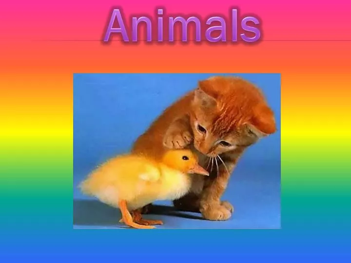 PPT - Animals PowerPoint Presentation, free download - ID:2718039