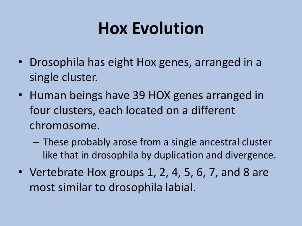 PPT - Hox Genes (The Boss Genes) PowerPoint Presentation, free download ...