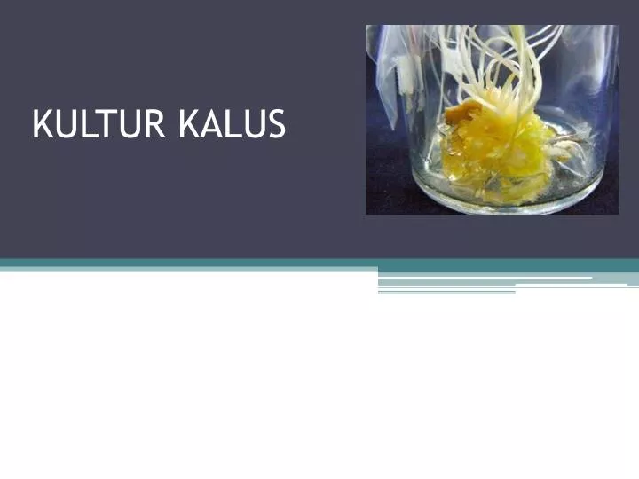 PPT - KULTUR KALUS PowerPoint Presentation, free download - ID:2718979