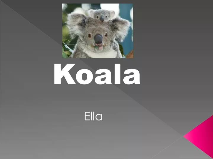 PPT - Koala PowerPoint Presentation, free download - ID:2719384