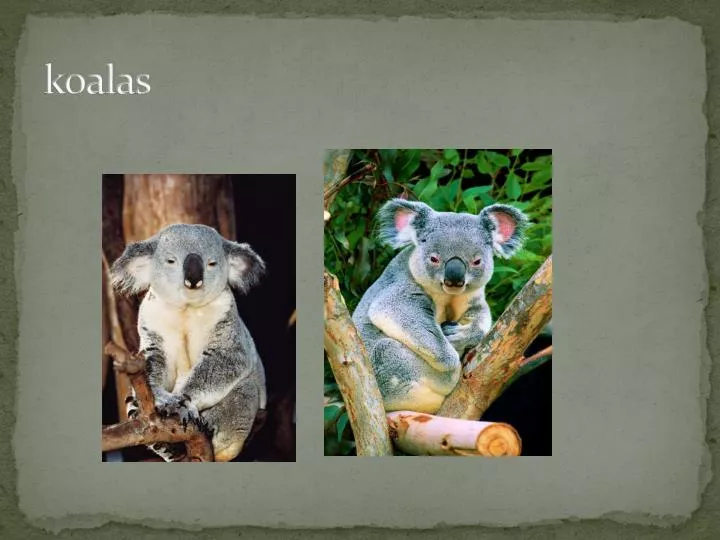 PPT - koalas PowerPoint Presentation, free download - ID:2719416