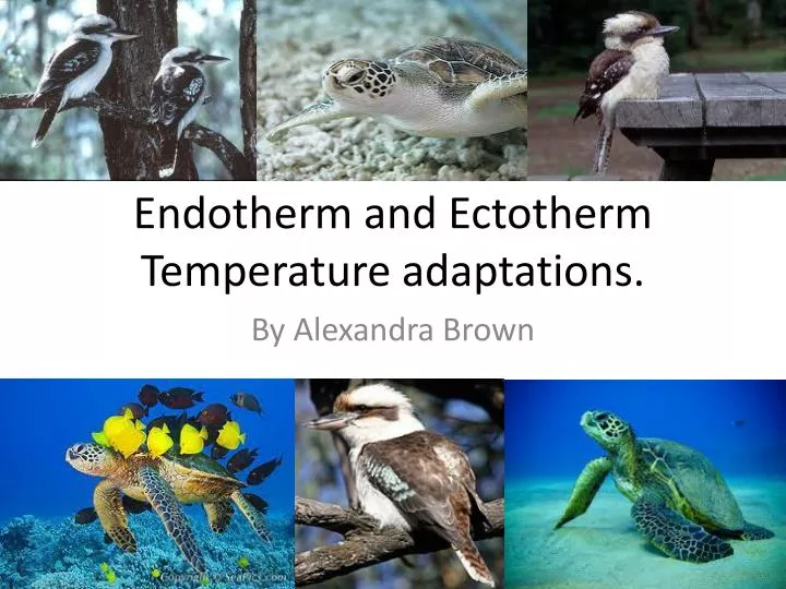 PPT - Endotherm and Ectotherm Temperature adaptations. PowerPoint ...