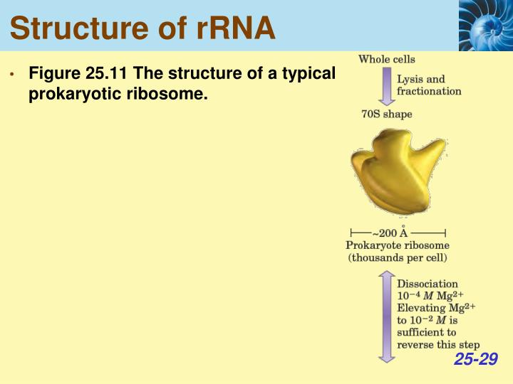 PPT - DNA Replication, Transcription and Translation PowerPoint ...