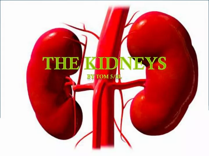 PPT - The Kidneys PowerPoint Presentation, free download - ID:2721553