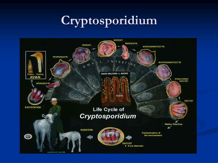PPT - GASTROINTESTINAL SYSTEM PROTOZOA -II- PowerPoint Presentation ...