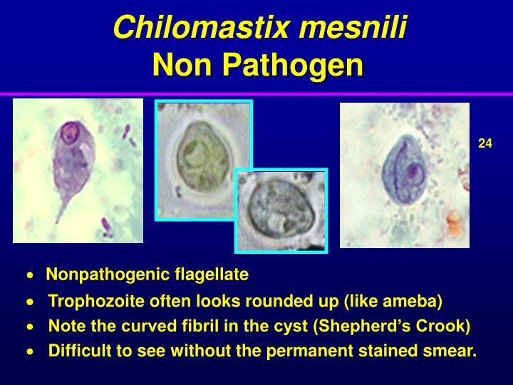 PPT - 2013 PARASITOLOGY WORKSHOP Lynnegarcia2@verizon PowerPoint ...