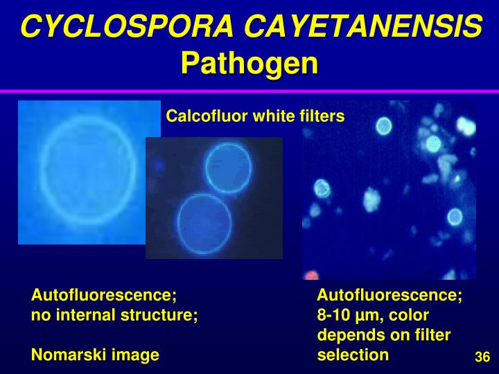 PPT - 2013 PARASITOLOGY WORKSHOP Lynnegarcia2@verizon PowerPoint ...