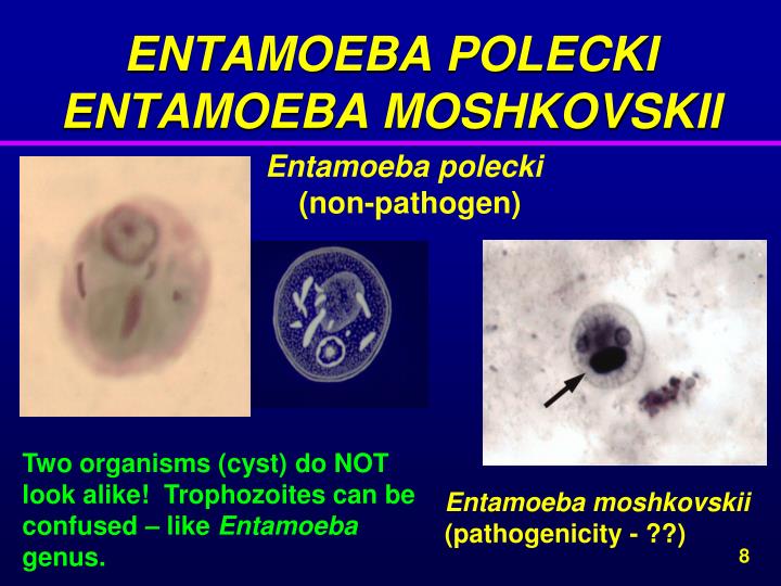 PPT - 2013 PARASITOLOGY WORKSHOP Lynnegarcia2@verizon PowerPoint ...