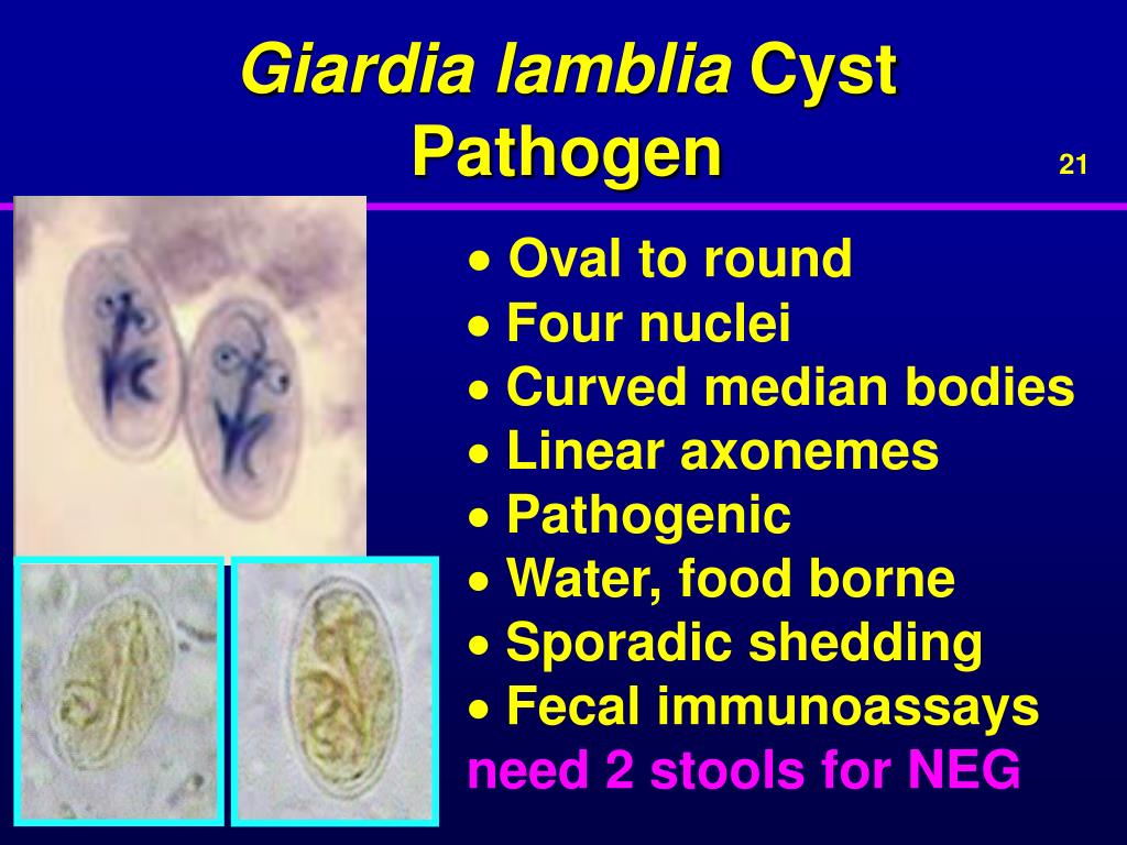 PPT - 2013 PARASITOLOGY WORKSHOP Lynnegarcia2@verizon PowerPoint ...