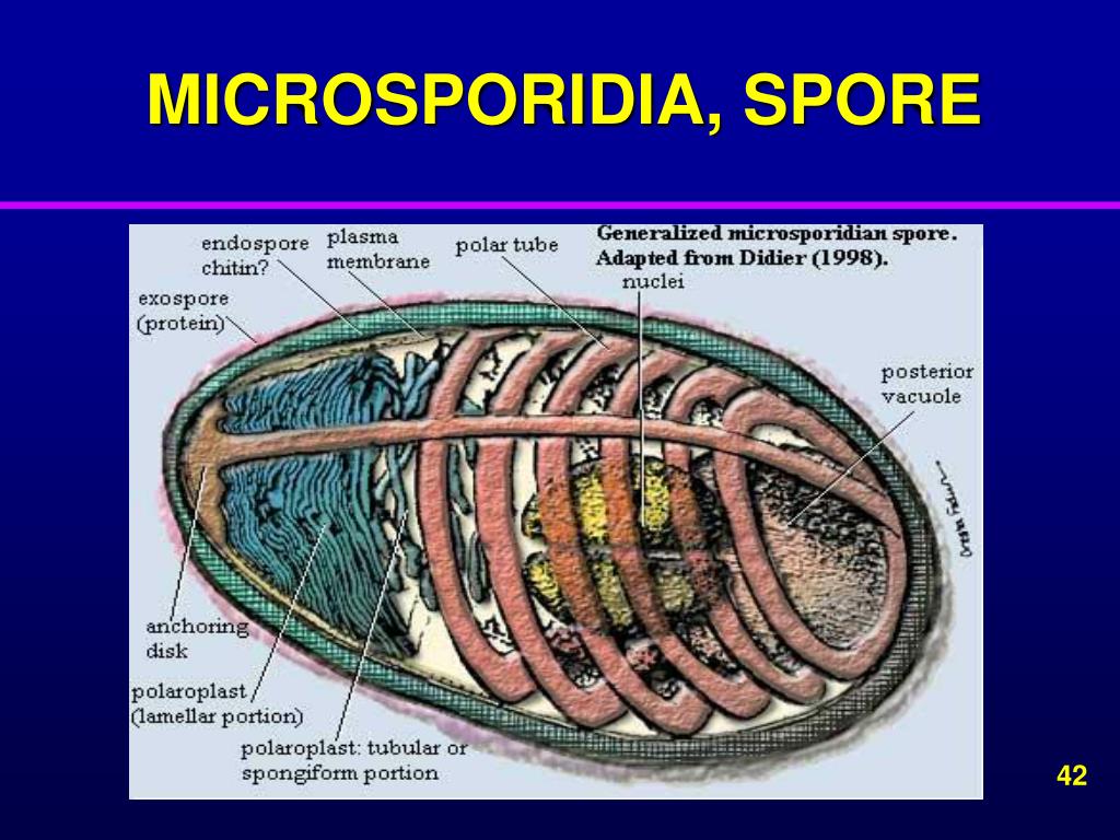 PPT - 2013 PARASITOLOGY WORKSHOP Lynnegarcia2@verizon PowerPoint ...