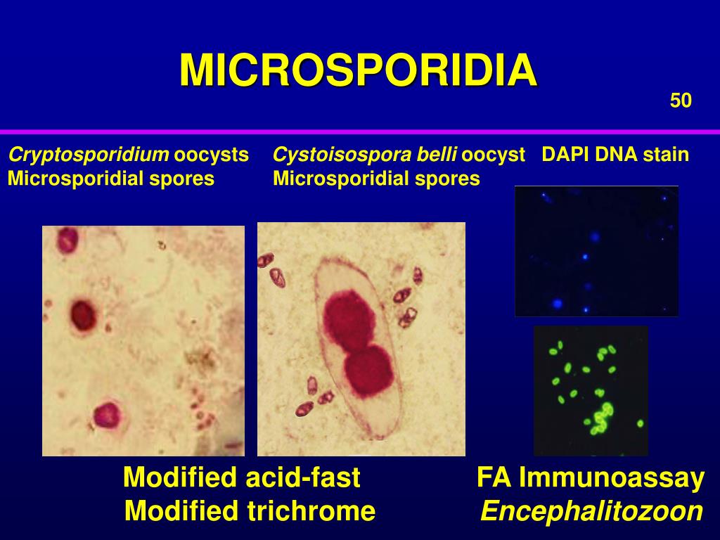 PPT - 2013 PARASITOLOGY WORKSHOP Lynnegarcia2@verizon PowerPoint ...