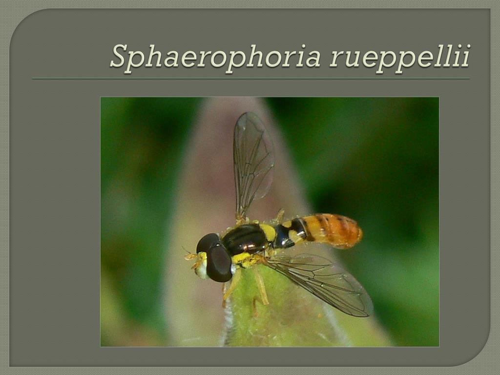 PPT - Hoverflies 2010 PowerPoint Presentation, free download - ID:2722029