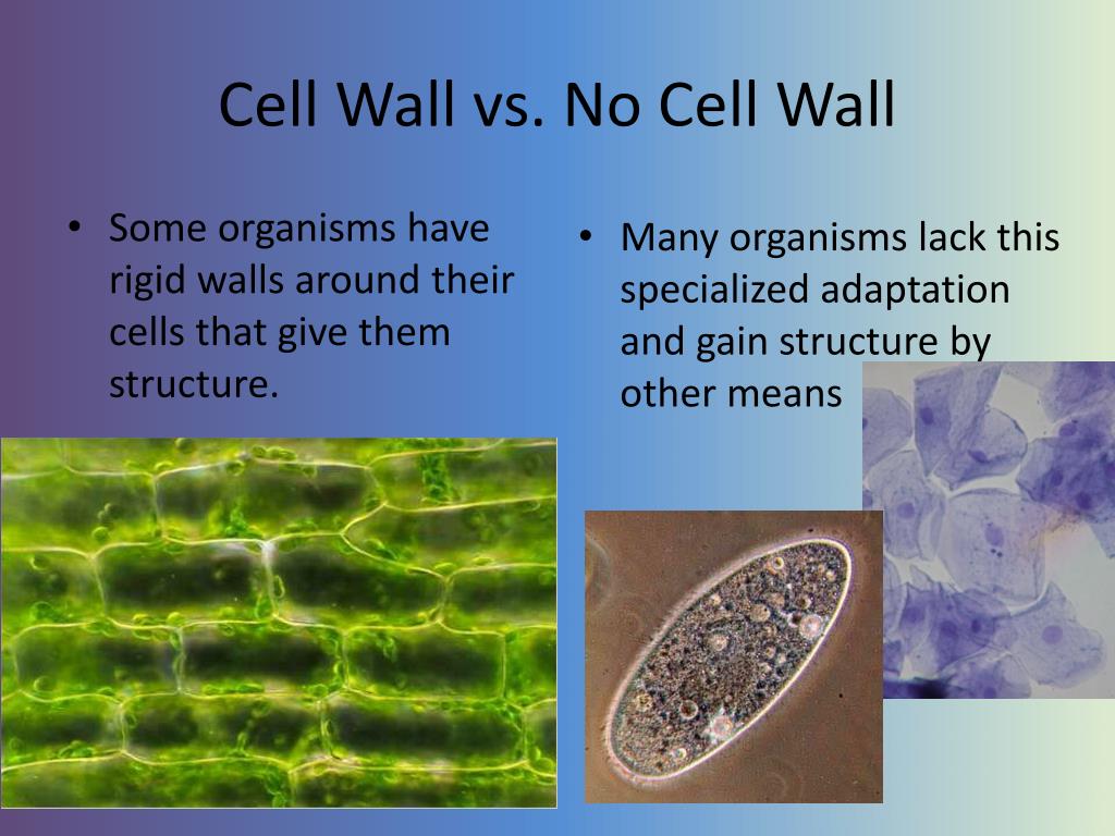 PPT - Distinguishing Characteristics of the Kingdoms of Life PowerPoint ...