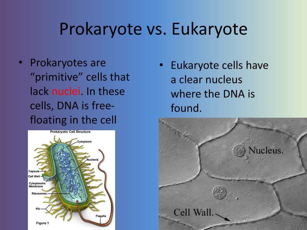 PPT - Distinguishing Characteristics of the Kingdoms of Life PowerPoint ...