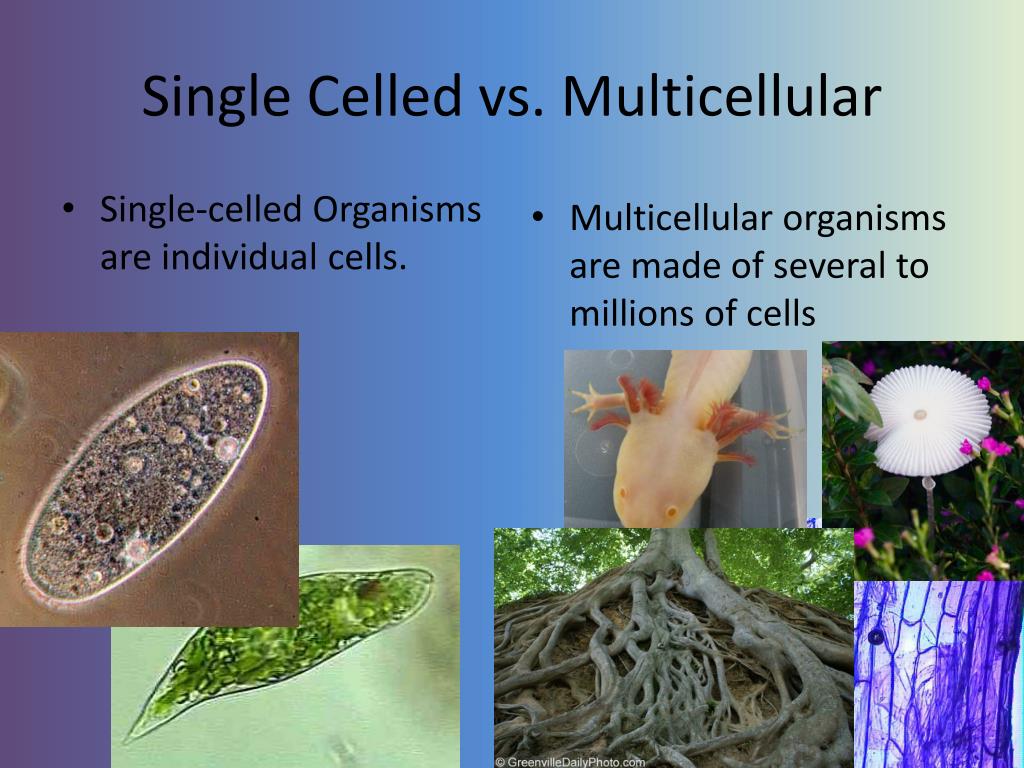 PPT - Distinguishing Characteristics of the Kingdoms of Life PowerPoint ...