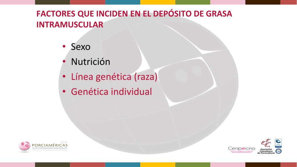 PPT - CALIDAD DE LA CARNE PORCINA: ARQUITECTURA GENETICA DEL ...